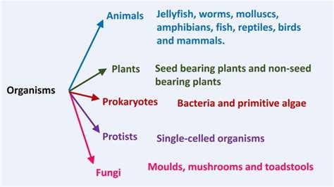 Biology Characteristics Of Protists Pptx