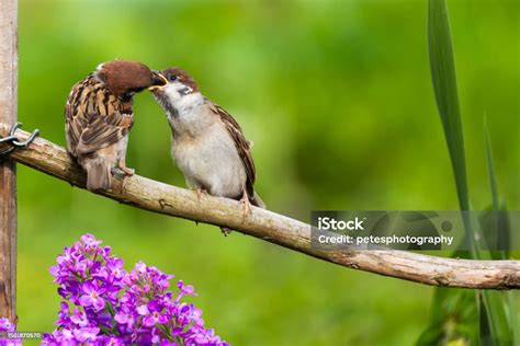 Photo Libre De Droit De Les Petits Oiseaux Moineaux Se Nourrissent Dune