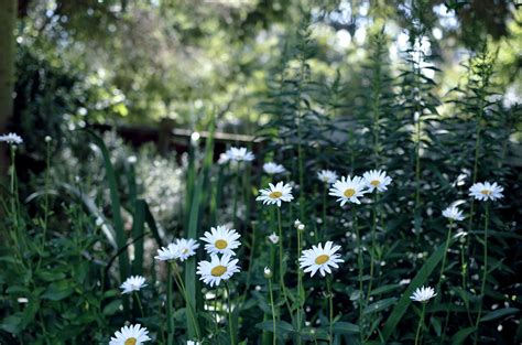 Summer Flickr