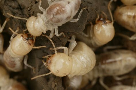 How To Get Rid Of Termites With Home Remedies How To Kill Termites