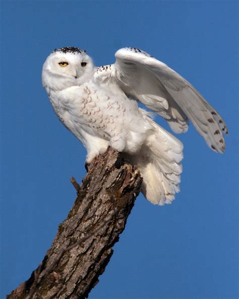 벌레티비 On Twitter 마음7 줄무늬 하이에나 하이에나는 다 좋아하는데 그중에서 줄무늬하이에나가 제일 좋아 무늬도 이쁘고 하이에나 체형도 너무 좋은데 얘는