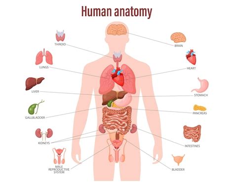 남성 신체의 내부 장기가 있는 인체 해부학 개념 인포그래픽 포스터 프리미엄 벡터