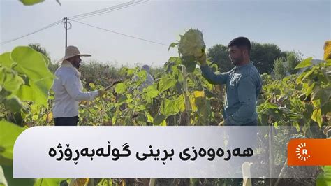 هەرەوەزی بڕینی گوڵەبەڕۆژە و تەکاندنی لە راپەڕین Youtube