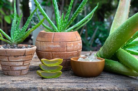 나무 테이블에 신선한 알로에 베라 줄기 조각과 젤 피부 치료 개념 복사 공간 개념에 대한 스톡 사진 및 기타 이미지 개념 개념과 주제 건강관리와 의술 Istock