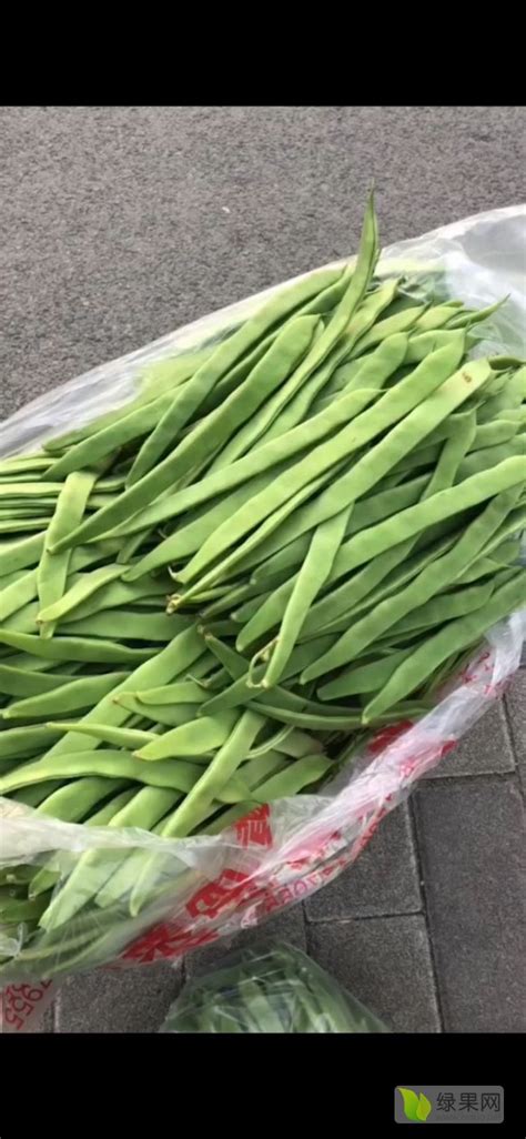 大量出售精品扁芸豆 四季豆价格行情 蔬菜商情网