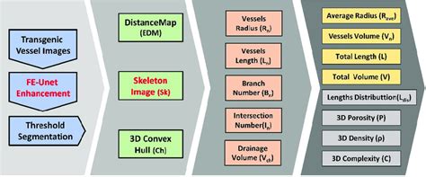 Topological Parameters Extraction From Fe Unet Enhanced 3d Cerebral