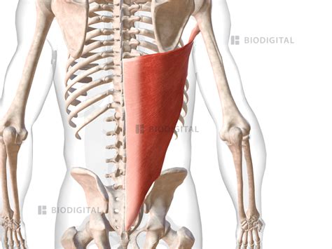 Right Latissimus Dorsi Biodigital Anatomy