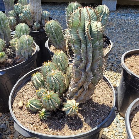 Euphorbia Horrida African Milk Barrel Mid Valley Trees
