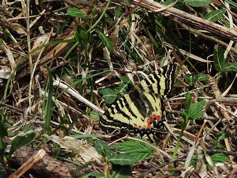 ヒメギフチョウ長野県北西部 蝶と自然