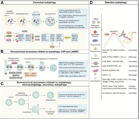 Figure 1 From Autophagy In Inflammation Infection And