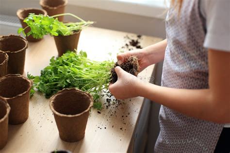 Preparing Seedlings For Planting In The Ground Stock Image Image Of