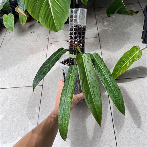Philodendron Bicolor Furniture And Home Living Gardening Plants And Seeds On Carousell