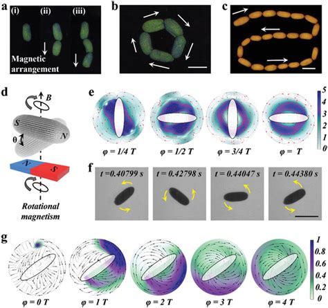 Magnetism‐based Manipulation And Rotary Behavior Of The Scsps A Download Scientific Diagram