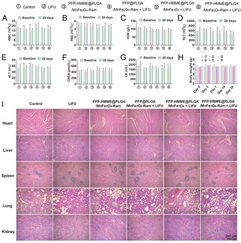 In Vivo Biocompatibility Evaluations Ag Blood Examination Of The