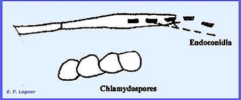 Imperfect Fungi Diagram