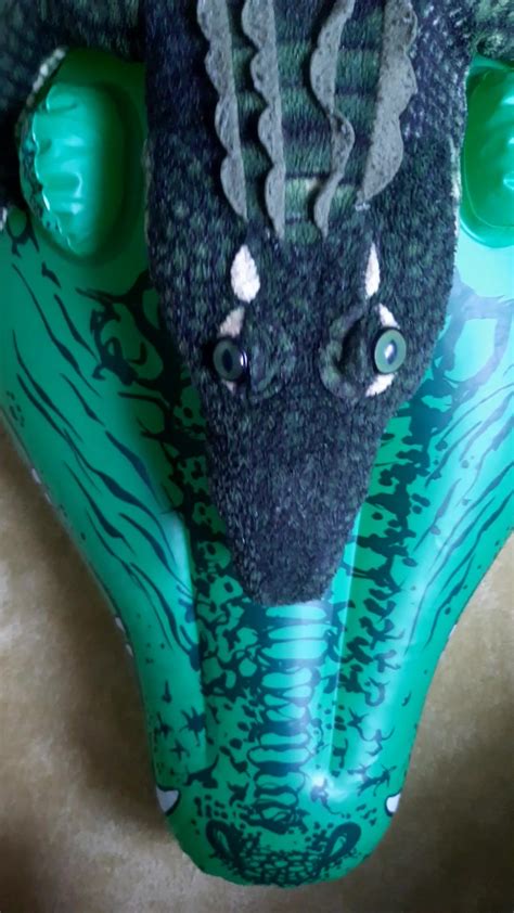 Cum On Plush Crcodile