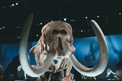The 40 Hour Week Is A Like A Wooly Mammoth