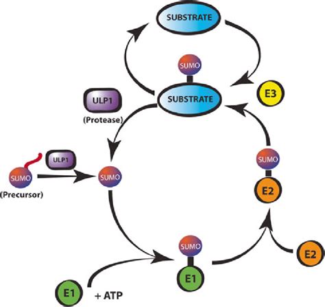 The Sumo Cycle Mature Sumo Is Generated By Endoproteolytic Cleavage Of Download Scientific