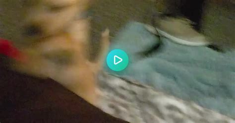 Doge Album On Imgur