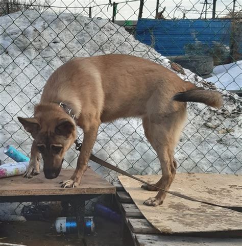 Срочно ищет дом девочка 1год Отличная охранница ее предали хозяева из квартиры и подкинули к