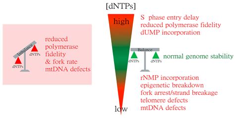 Genes Free Full Text A Critical Balance Dntps And The Maintenance