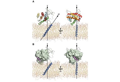 Position Of Membrane Anchored Bcl XL In The Membrane Obtained After 350