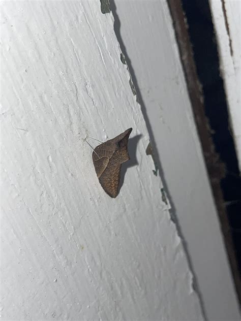 Picasso Bug Rentomology