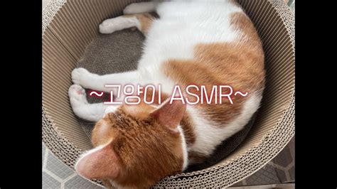 고양이 자는 영상 Youtube