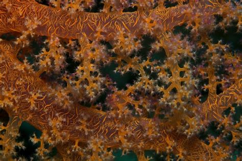 Premium Photo Close Up Of A Coral