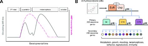 Au Download Scientific Diagram