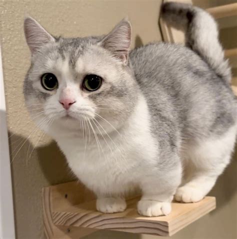 먼치킨 고양이 특징 성격 입양 전 꼭 준비할 용품은