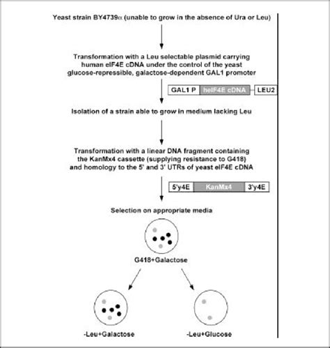 Scheme For The Generation Of A Haploid G418 Resistant Download