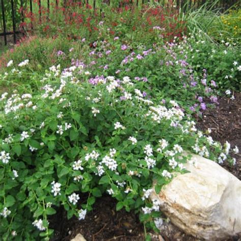 Trailing Lantana Garden Style San Antonio