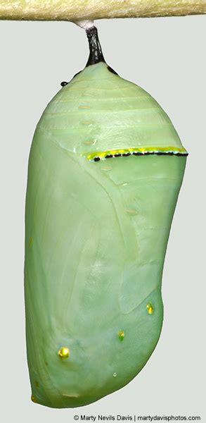 Pupa Chrysalis Marty Nevils Davis Photography Butterflies