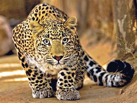 Leopard In A Spot Numbers Rise But This Cat Is In Danger India Hindustan Times