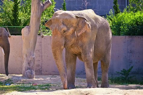 ЖАЛНО Угина едната слоница во скопската ЗОО со багери ја носеле на закоп