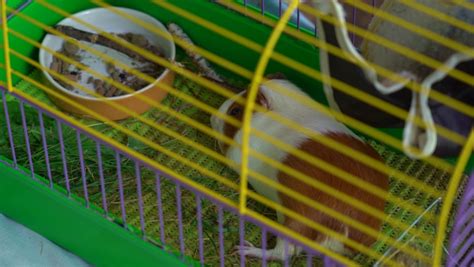 Hamster Yawn Stock Video Footage 4K And HD Video Clips Shutterstock