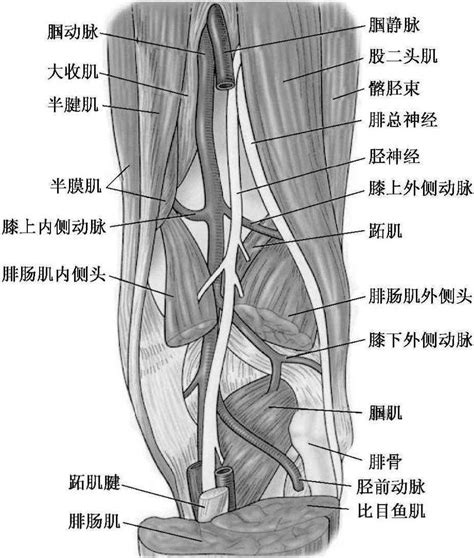 膝关节后侧 膝关节外科诊疗 医学
