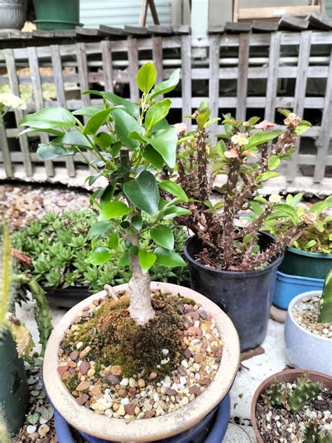 Port Jackson Fig Ficus Rubiginosa Bonsai Progression Rbonsai