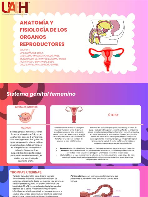 AnatomÍa Y Fisiologia De Los Organos Reproductores Pdf Labios