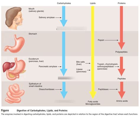 Digestion Of Carbohydrates Diagram Quizlet