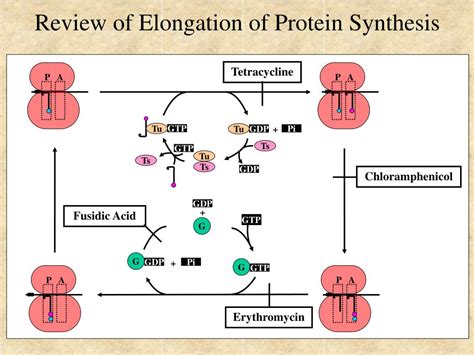 Ppt Antibiotics Protein Synthesis Nucleic Acid Synthesis And