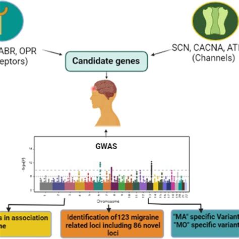 Migraine Associated Genetic Variants Identified And Analyzed Using Download Scientific Diagram