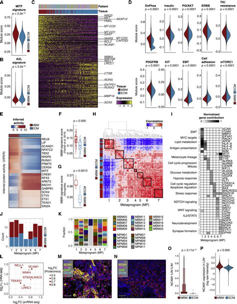 Dissecting The Treatment Naive Ecosystem Of Human Melanoma Brain