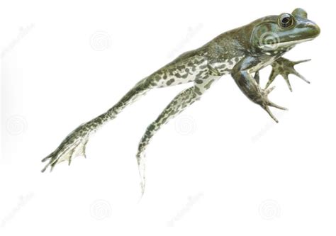 Musim Katak Melompat Anjangmuors Travelog