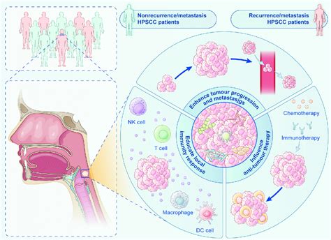 Schematic Diagram Of The Association Between Intratumor Microbiota And