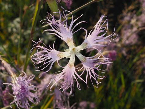 Dianthus Superbus L Plants Of The World Online Kew Science