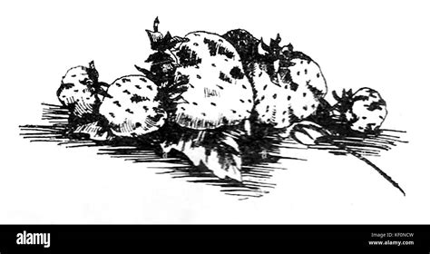 This Page From A Preserved Fruit Recipe Book Displays Various Fruit