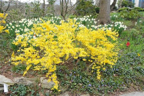 Greenstem Forsythia Forsythia Viridissima Bronxensis Garden Org