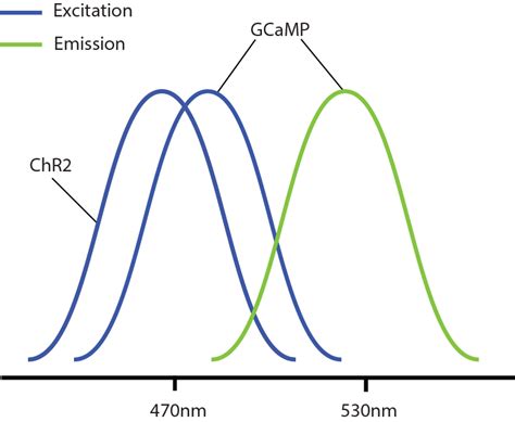 In Vivo Calcium Imaging The Ultimate Guide Mightex
